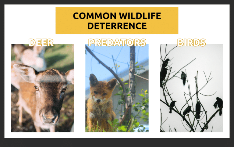 What Animals Can Be Kept In or Out with an Electric Fence? - ProFence LLC